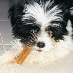 Zoey Cutie | Linky.ph